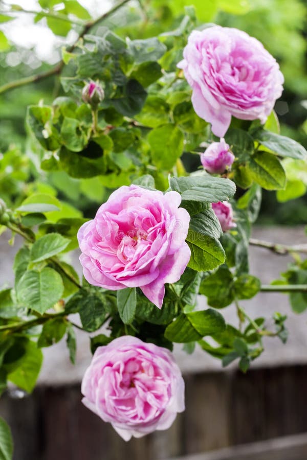 Rosa Centifolia Rose Des Peintres Flower Closeup Stock Image - Image of ...