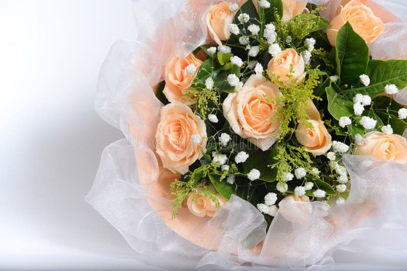 Rosa Champagne imagem de stock. Imagem de consideravelmente - 71744537