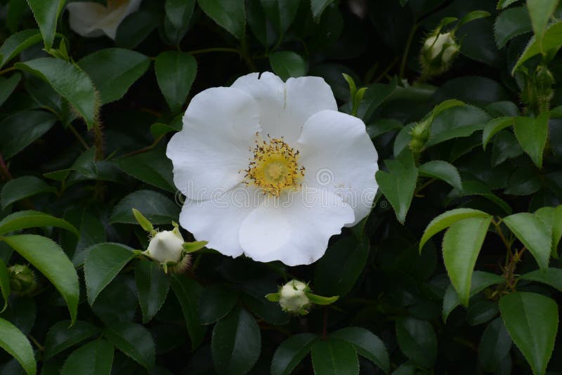 Flores Color De Rosa Cherokees Imagen de archivo - Imagen de flor ...