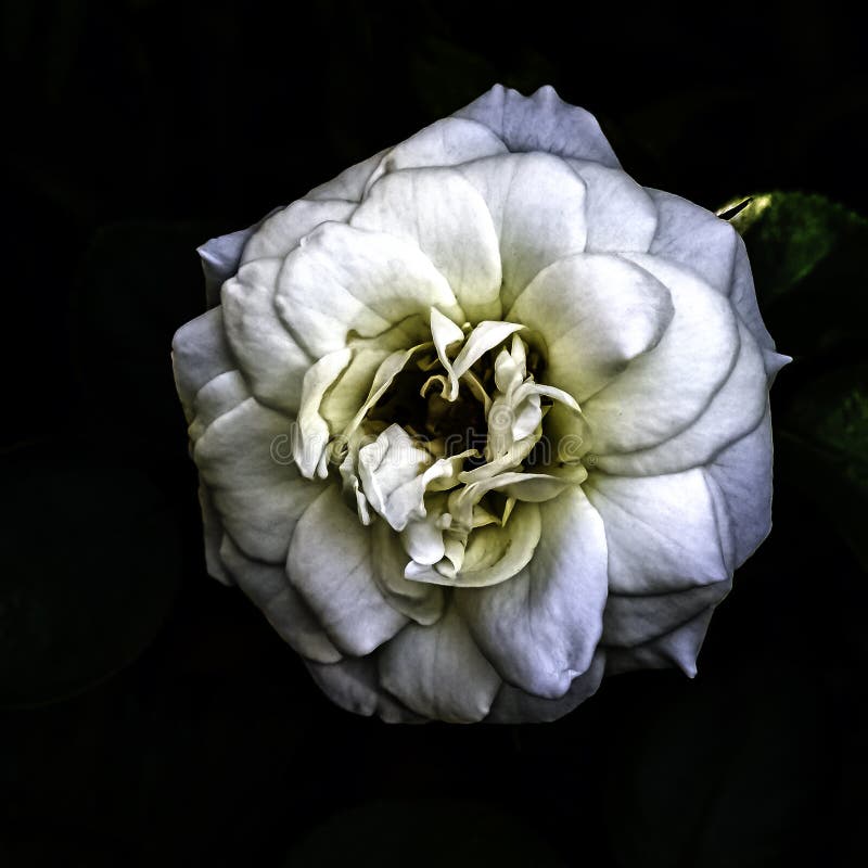 Rosa Chinensis Conocida Como China O Rosa China Imagen de archivo ...