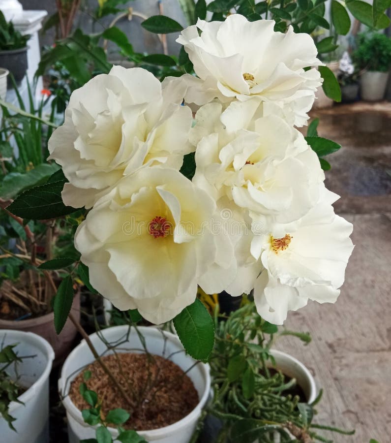 Rosa & X27;Climbing Iceberg& X27; Stock Photo - Image of icebergrose ...