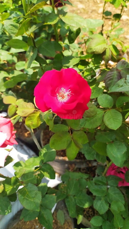 Rosa con el color rojo foto de archivo. Imagen de rojo - 256990058