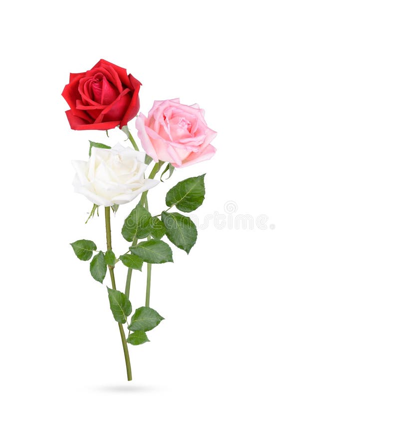 Rosa Con Hojas Aisladas En Fondo Blanco Foto de archivo - Imagen de ...