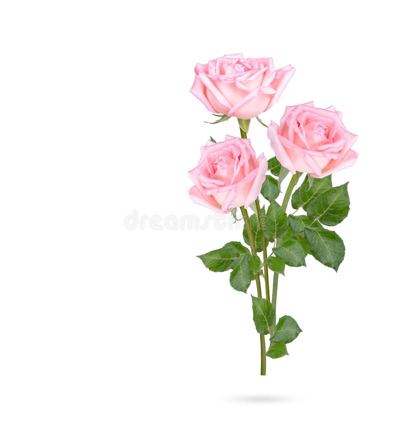 Rosa Con Hojas Aisladas En Fondo Blanco Imagen de archivo - Imagen de ...