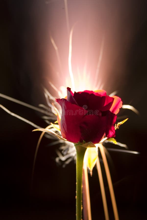 Rosa Con Il Fuoco D'artificio Immagine Stock - Immagine di amore ...