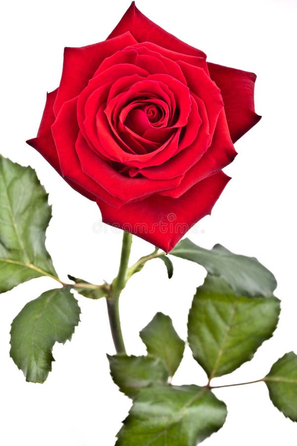 Rosa con stelo e foglie fotografia stock. Immagine di regalo - 16283812