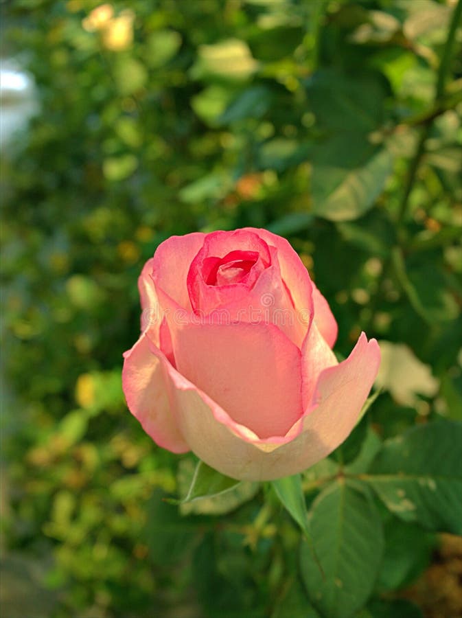 Rosa Cor-de-rosa Fechada No Jardim Com Fundo Borrado Imagem de Stock ...