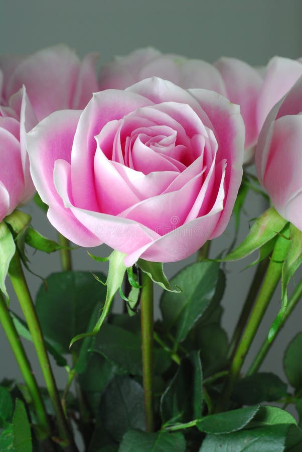 Rosa cor-de-rosa imagem de stock. Imagem de verde, fundo - 12817527