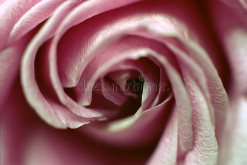 Rosa cor-de-rosa imagem de stock. Imagem de delicado, nave - 226457