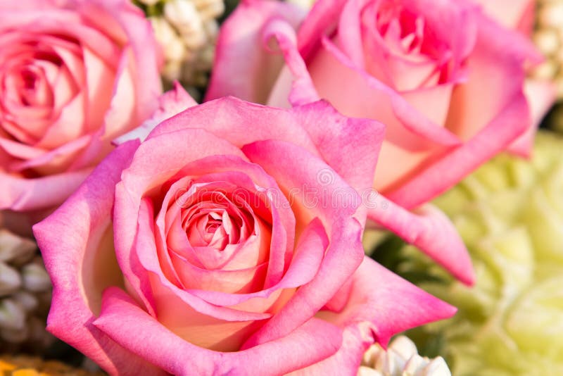 Rosa cor-de-rosa imagem de stock. Imagem de objeto, romance - 29072297