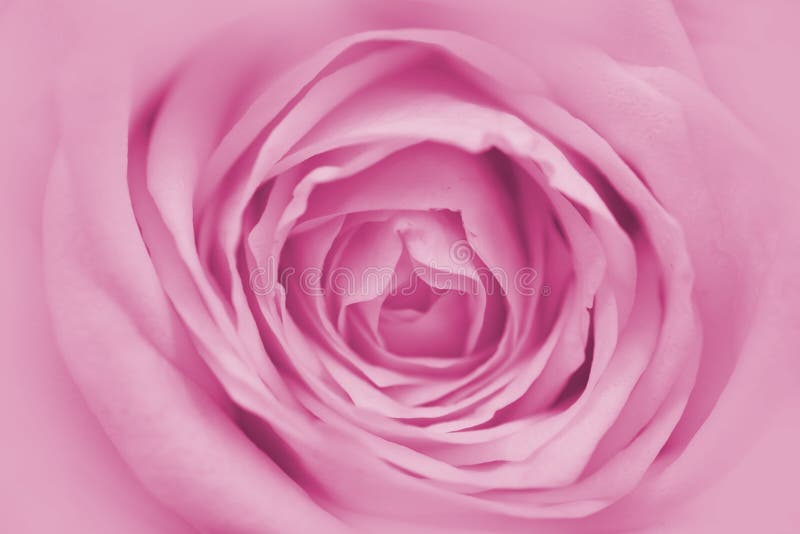 Rosa cor-de-rosa imagem de stock. Image of bonito, backdrop - 31620177