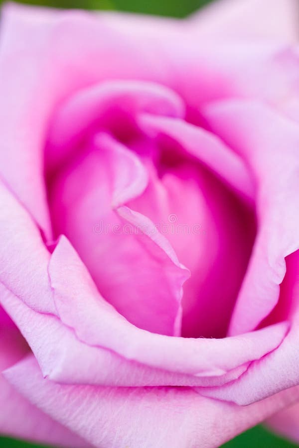 Rosa cor-de-rosa. imagem de stock. Imagem de rosas, macro - 37510697