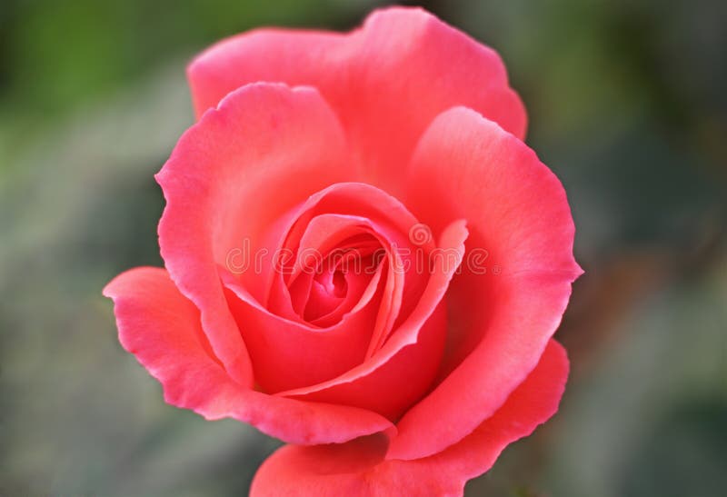 Rosa cor-de-rosa foto de stock. Imagem de romântico, presente - 37658436