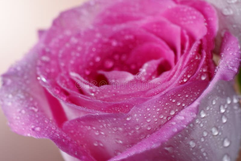 Rosa cor-de-rosa imagem de stock. Imagem de iorque, pétalas - 4705077