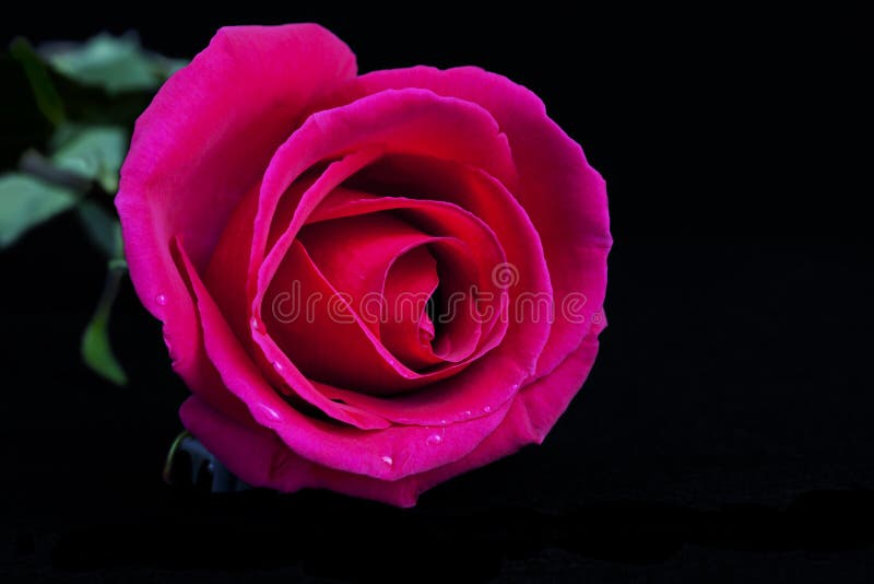 Rosa Cor-de-rosa Deslumbrante Imagem de Stock - Imagem de gotas, floral ...