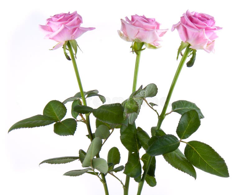 Rosa Cor-de-rosa Colorido, Isolado No Branco Foto de Stock - Imagem de ...