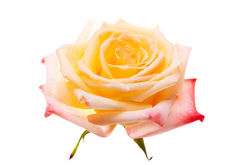 Rosa crema aislada imagen de archivo. Imagen de blanco - 210789955