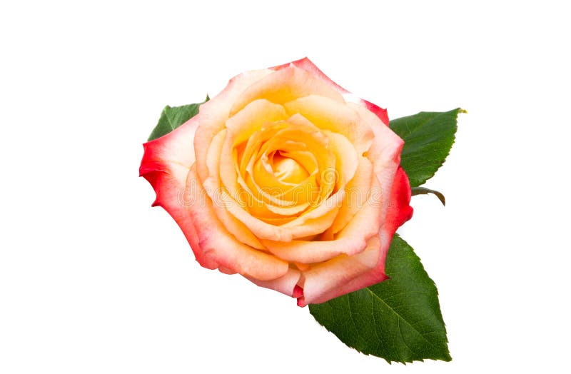 Rosa crema aislada foto de archivo. Imagen de aniversario - 210789996