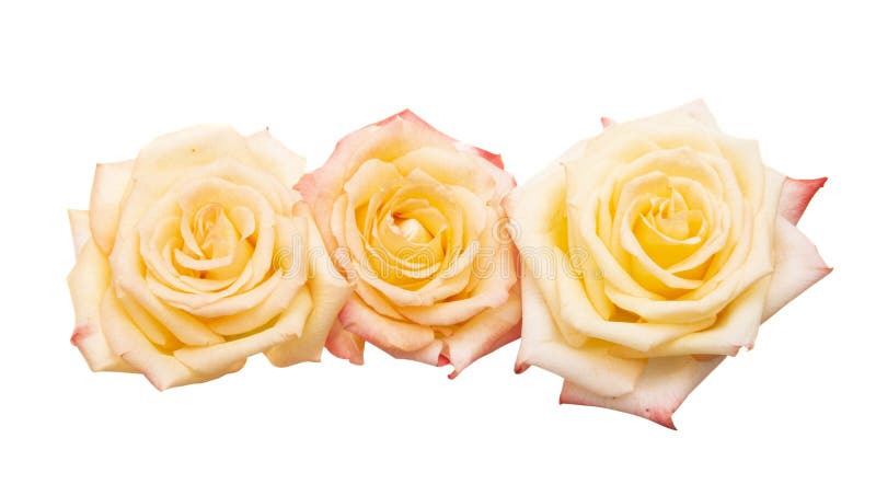 Rosa crema aislada foto de archivo. Imagen de color - 187136226