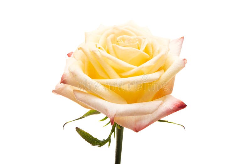 Rosa crema aislada imagen de archivo. Imagen de belleza - 189746167