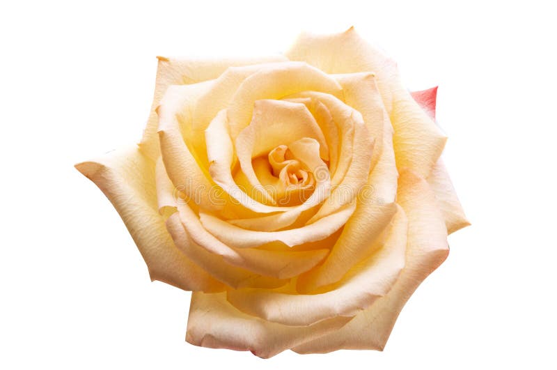 Rosa crema aislada imagen de archivo. Imagen de color - 188117299