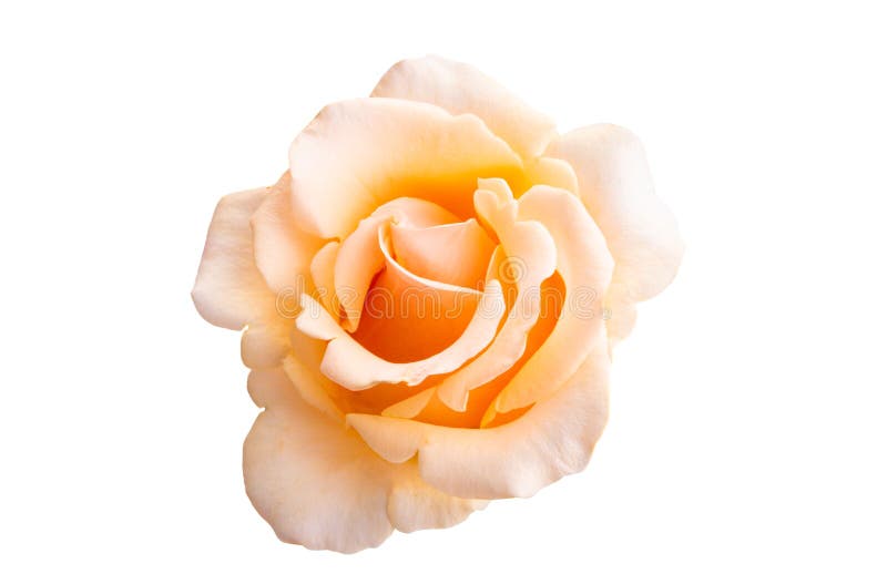 Rosa crema aislada imagen de archivo. Imagen de boda - 240432981