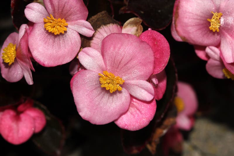 Rosa De Begonia Semperflorens Cultorum Imagem de Stock - Imagem de ...