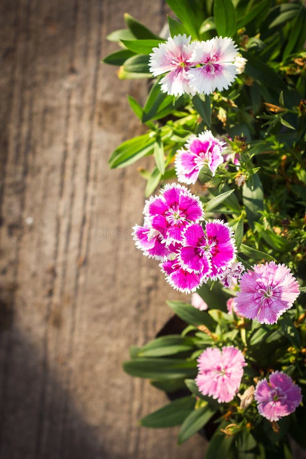 Rosa De China, Flor Cor-de-rosa Indiana Imagem de Stock - Imagem de ...