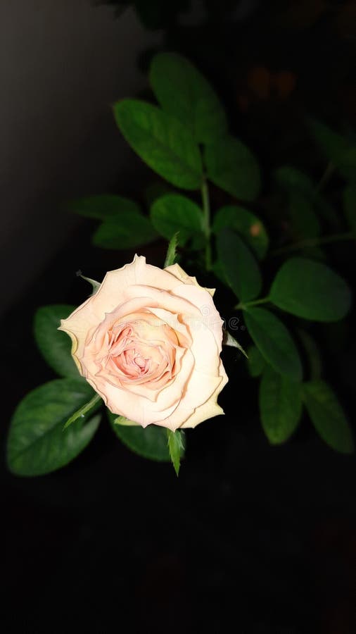 Rosa de durazno imagen de archivo. Imagen de arbusto - 237672897