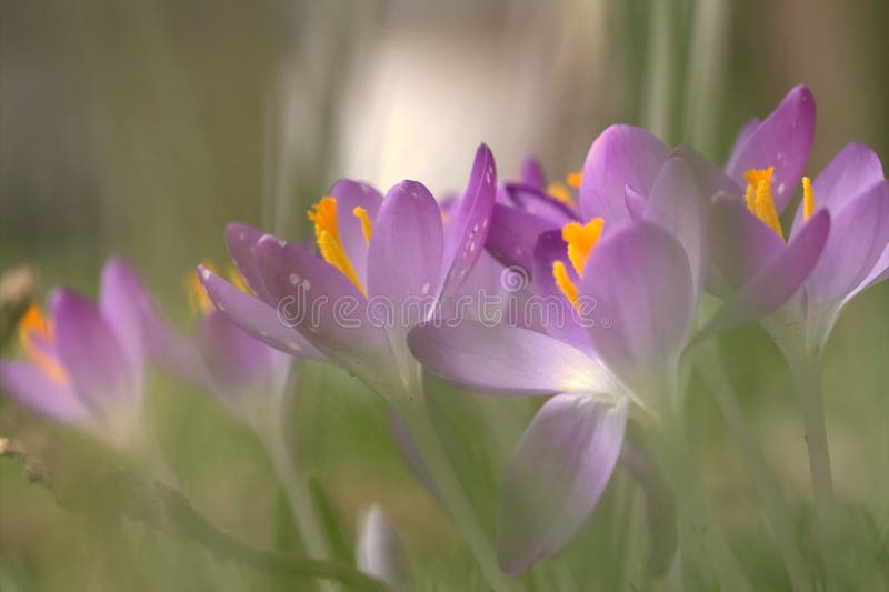 Rosa de las azafranes foto de archivo. Imagen de hermoso - 56700550