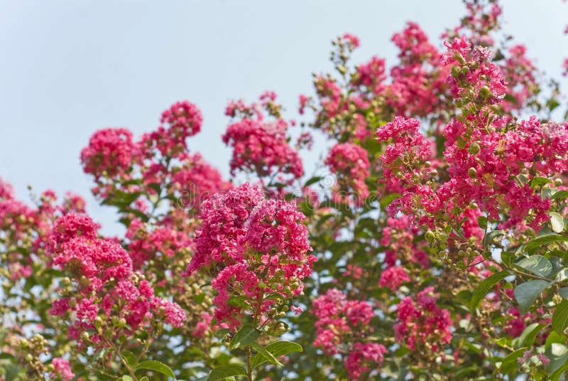 Rosa De Myrtle Tree Flowers Do Crepe (Lagerstroemia) Profundamente ...