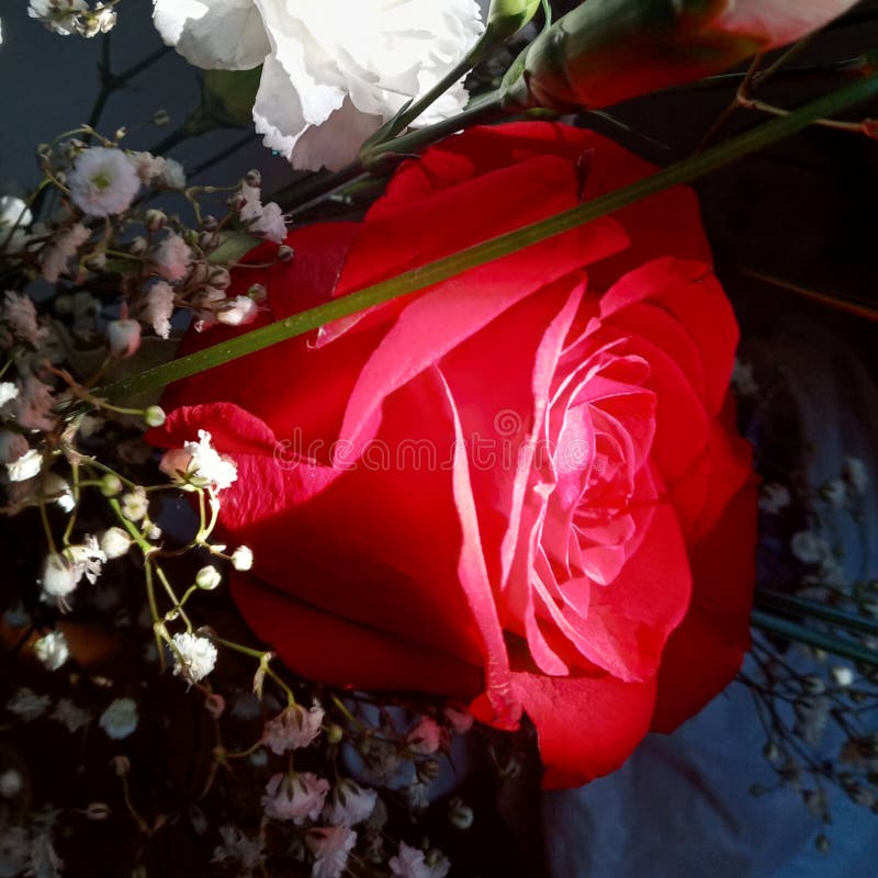 Rosa de sol y luz imagen de archivo. Imagen de arte - 234078511