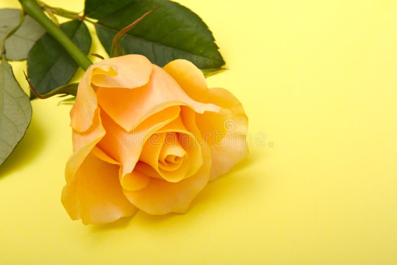 Rosa Del Amarillo En Un Fondo Amarillo Foto de archivo - Imagen de ...