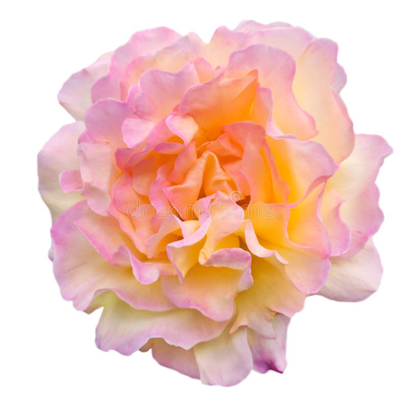 Rosa Del Amarillo Y Del Rosa Aislada En Blanco Foto de archivo - Imagen ...