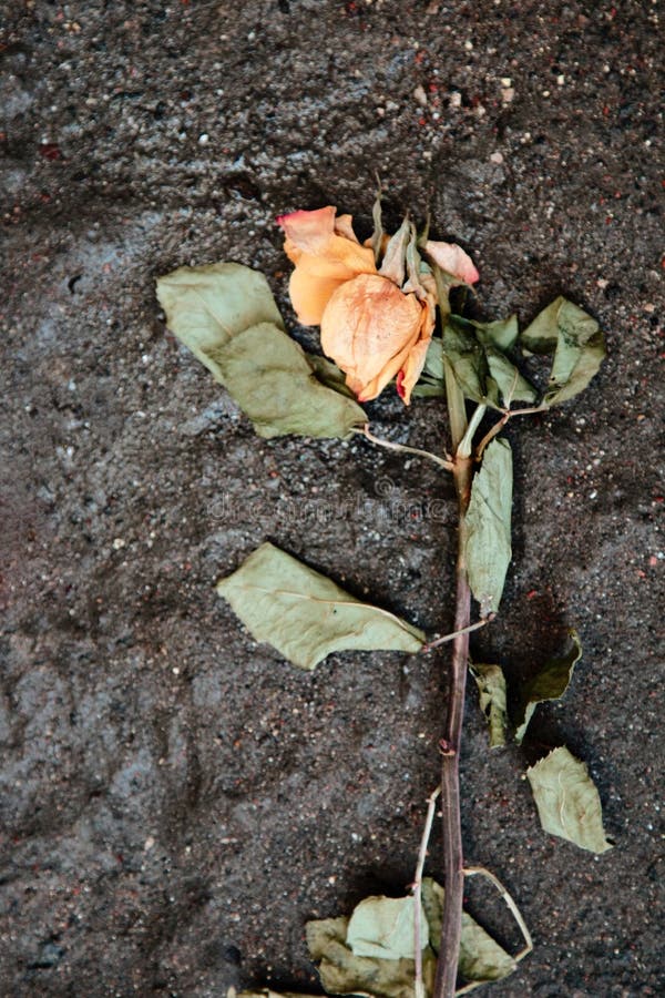 Rosa Del Amor Perdido Pisoteada En El Camino Foto de archivo - Imagen ...