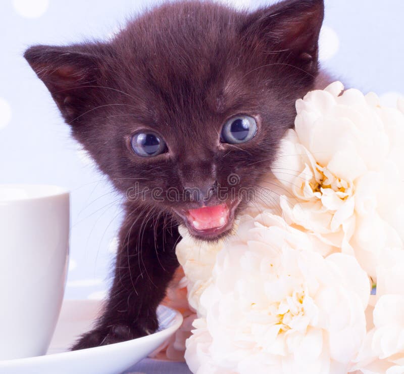 Rosa Del Rosa Con El Gatito Lindo Foto de archivo - Imagen de ...