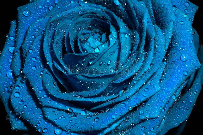 Rosa Del Blu Con Le Gocce Di Acqua. Fotografia Stock - Immagine di ...