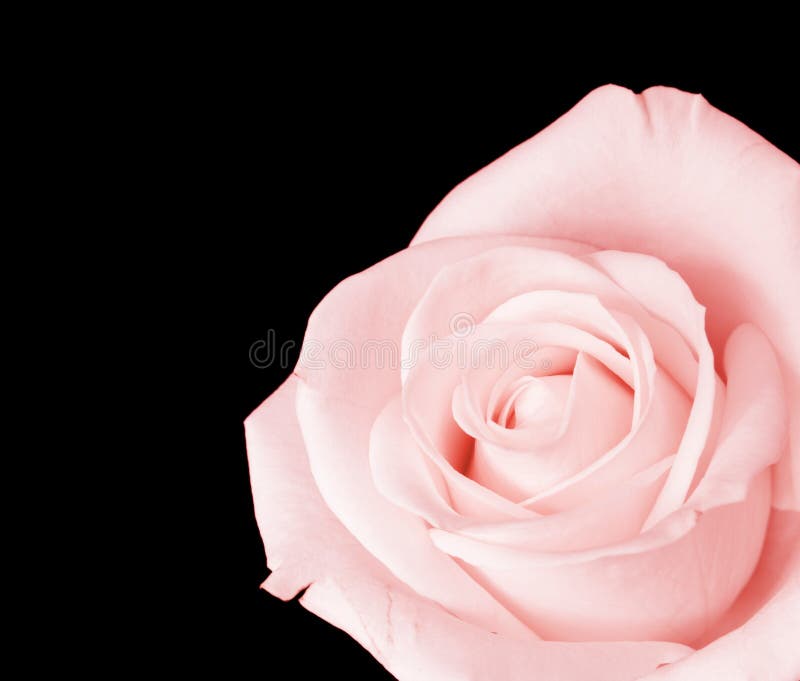 Rosa Del Color De Rosa Aislada Foto de archivo - Imagen de cubo, fresco ...