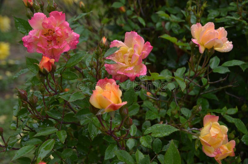 Rosa Del Rosa Con La Luz Natural Imagen de archivo - Imagen de cubo ...