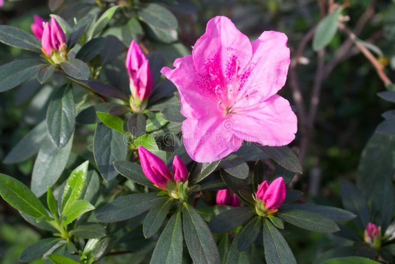 Rosa del fiore dell'azalea immagine stock. Immagine di stagionale ...