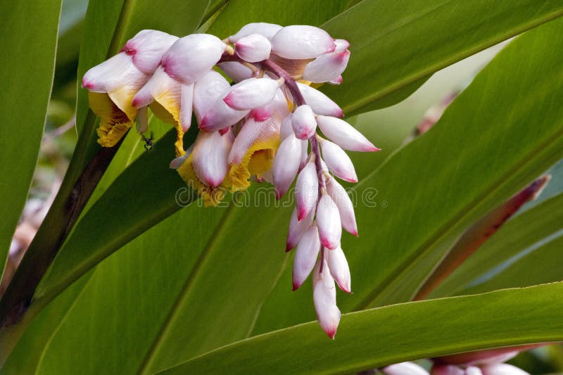Jengibre Y Jengibre Rosado En Manos Femeninas En Un Fondo Del Formato ...