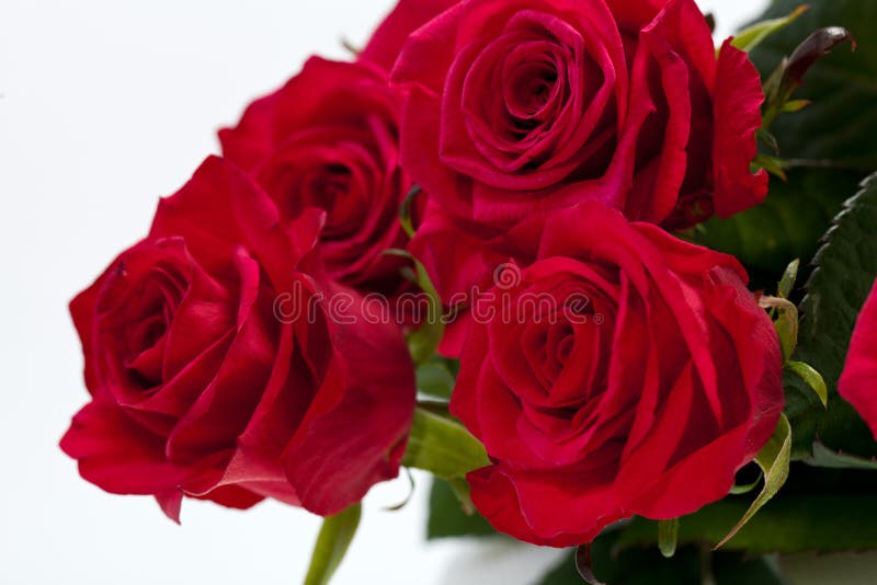 Rosas rojas imagen de archivo. Imagen de elegante, sencillo - 3825379