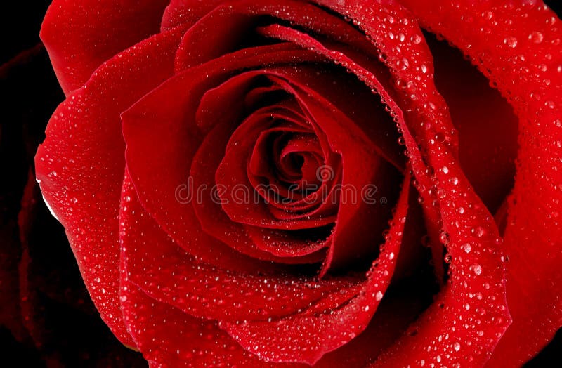 Rosa del rojo foto de archivo. Imagen de flor, boda, fechado - 37903354