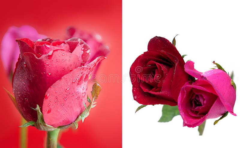 Rosa Del Rojo Y Rosa Del Rosa Foto de archivo - Imagen de aislado, rosa ...