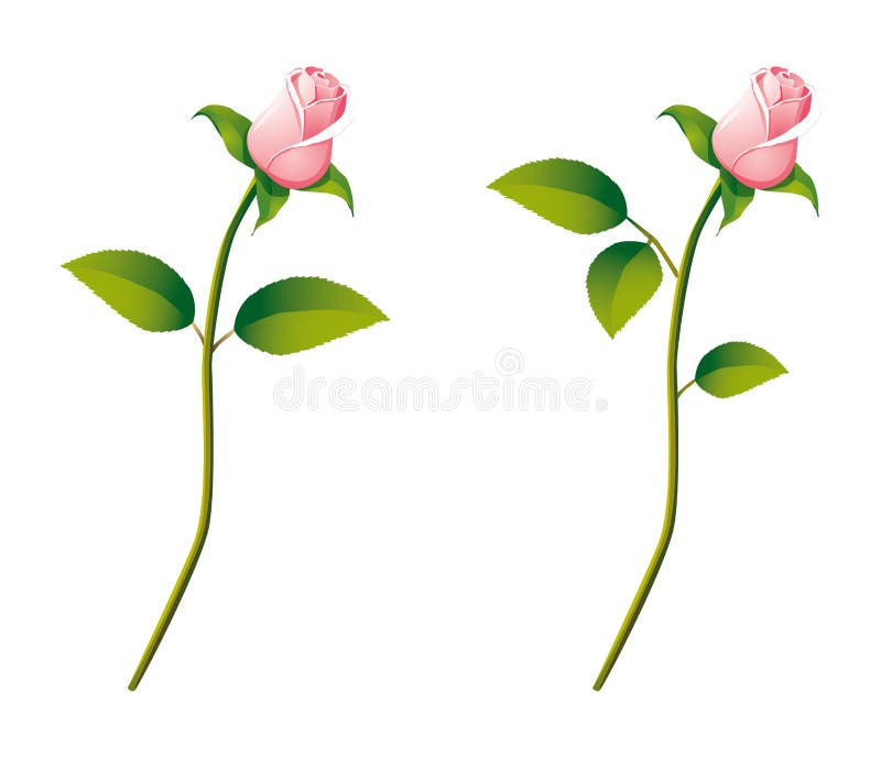 Rosa del rosa ilustración del vector. Ilustración de silueta - 30559048