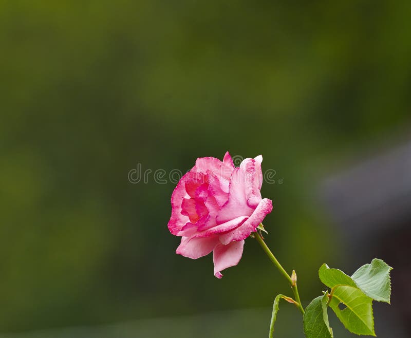 Rosa del rosa imagen de archivo. Imagen de suave, vacaciones - 31977609