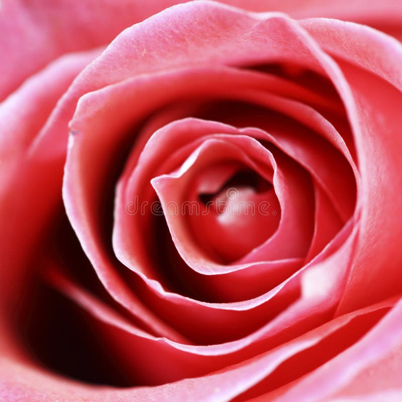 Rosa del rosa imagen de archivo. Imagen de rosa, belleza - 32279937