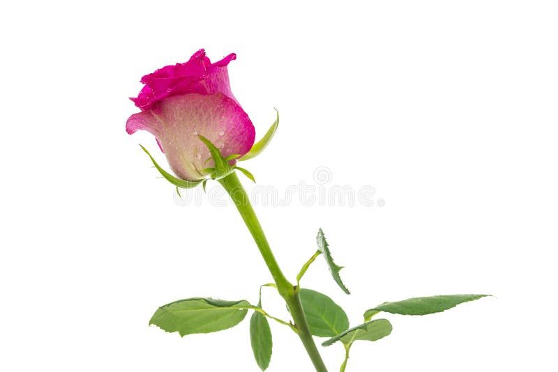 Rosa del rosa imagen de archivo. Imagen de planta, concepto - 33466481