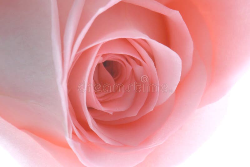 Rosa Del Rosa Imagen. Imagen: 3500369