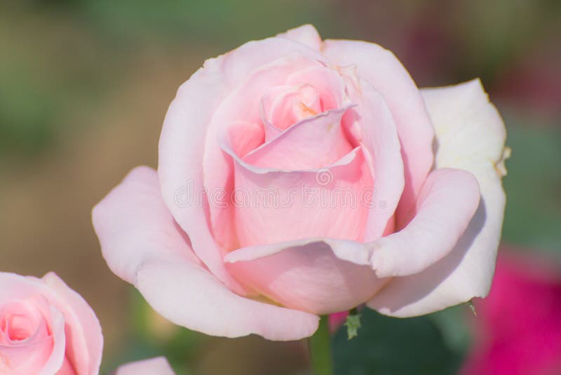 Rosa del rosa foto de archivo. Imagen de flor, cierre - 35880784